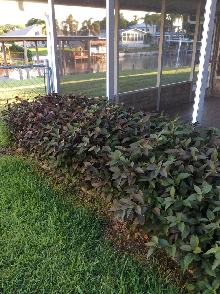 Easy fast growing hedge plant in Comment concerning Ruby Leaf ...