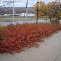 Photo of the fall color of Fragrant Sumac (Rhus aromatica 'Gro-Low ...