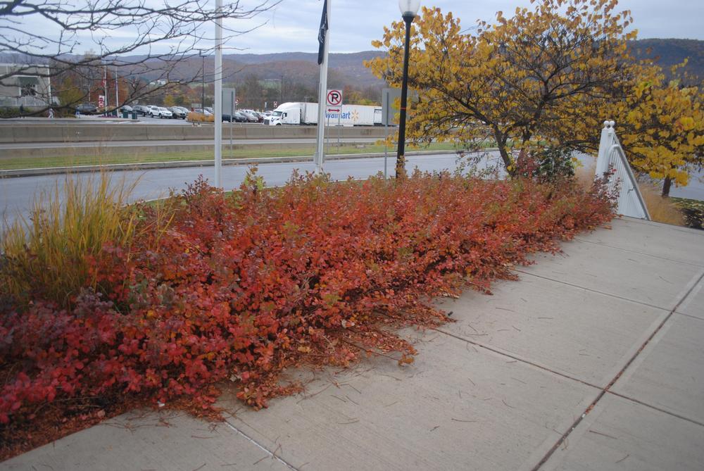 Photo of the fall color of Fragrant Sumac (Rhus aromatica 'Gro-Low ...
