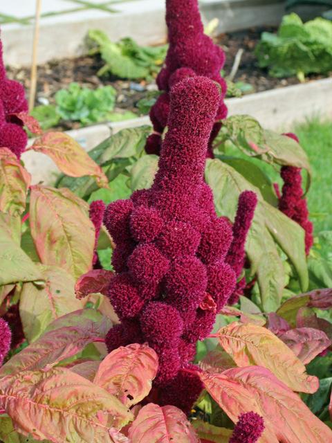Photo of the bloom of Elephant Head Amaranth (Amaranthus tricolor ...