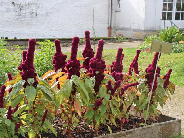 Photo of the entire plant of Elephant Head Amaranth (Amaranthus ...
