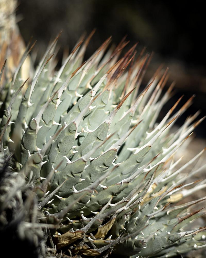 Photo of the thorns, spines, prickles or teeth of Nevada Agave (Agave ...