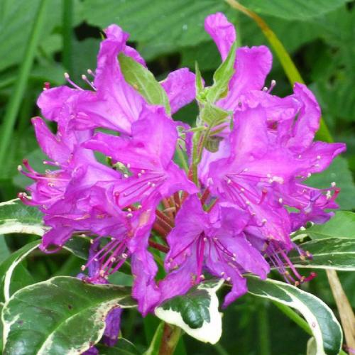 Rhododendron 'Silver Edge' in the Rhododendrons Database - Garden.org