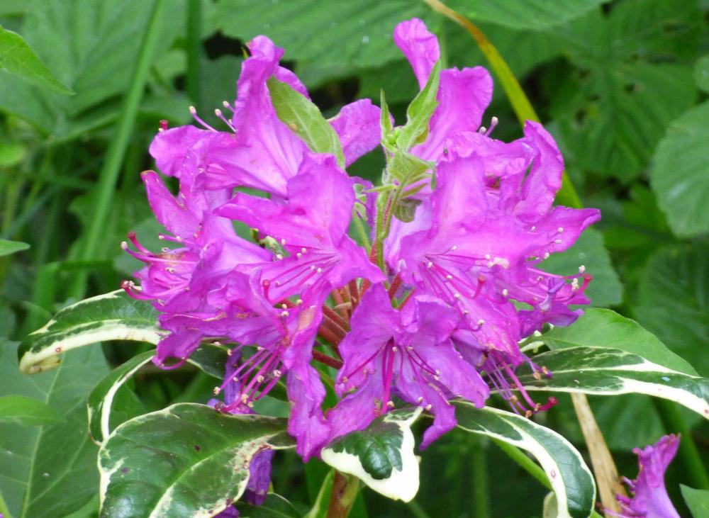 Rhododendron 'Silver Edge' in the Rhododendrons Database - Garden.org