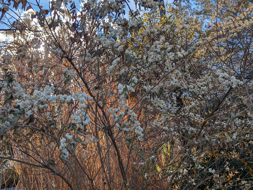 Photo of the winter interest of Japanese Beautyberry (Callicarpa ...