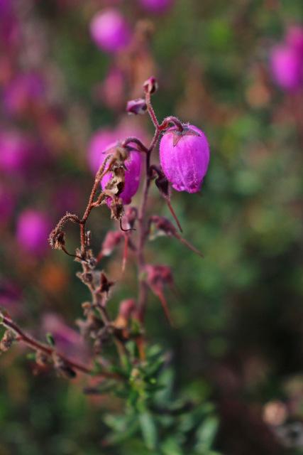 Photo of the bloom of Irish Heath (Daboecia cantabrica) posted by ...