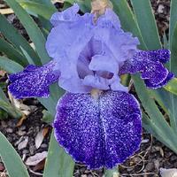 Tall Bearded Iris (Iris 'Splashacata') in the Irises Database - Garden.org