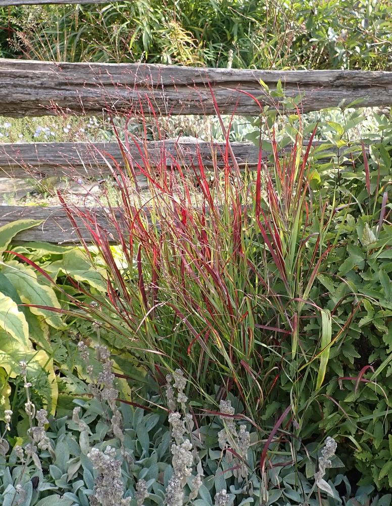 Switchgrass (Panicum virgatum 'Prairie Fire') - Garden.org
