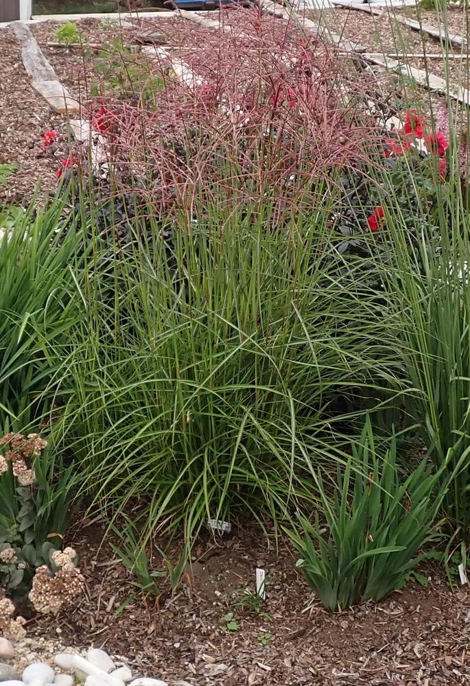 Photo of the entire plant of Maiden Grass (Miscanthus sinensis 'Huron ...