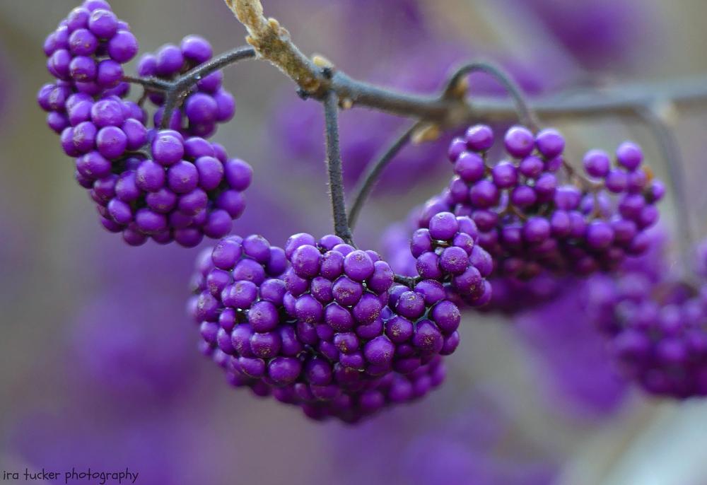 Photo of the fruit of Callicarpa rubella posted by drirastucker ...