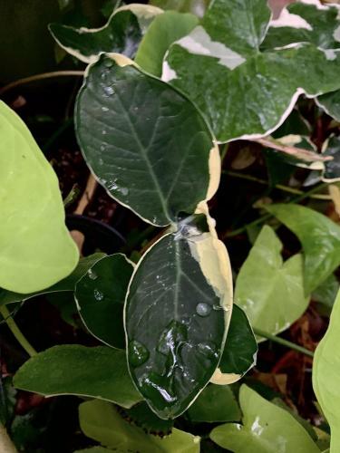 'Endless Forms Most Beautiful' The aroid photo gallery in the ...