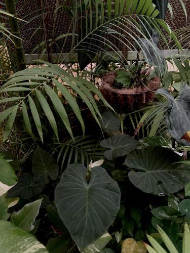 'Endless Forms Most Beautiful' The aroid photo gallery in the ...