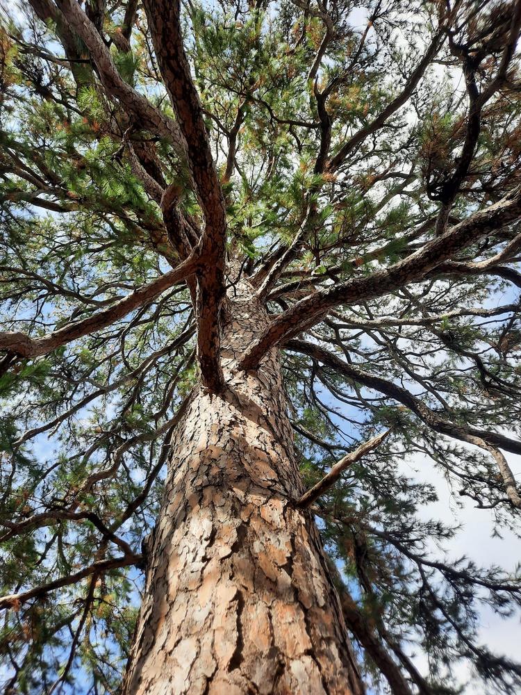 Shortleaf Pine (Pinus echinata) - Garden.org