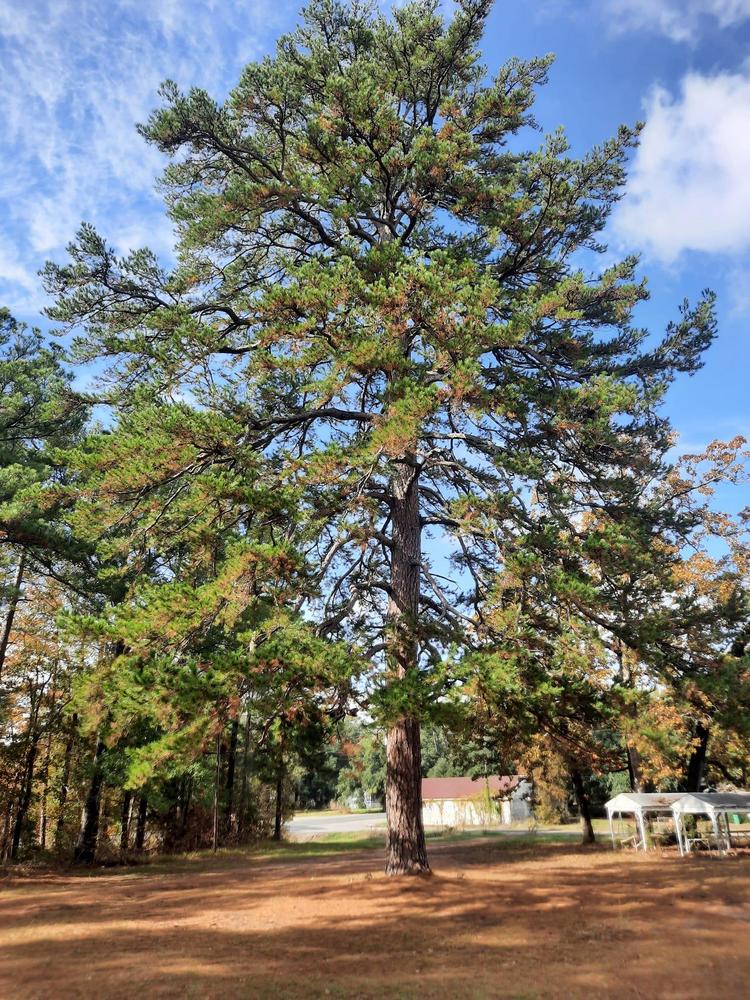 Photo of the entire plant of Shortleaf Pine (Pinus echinata) posted by ILPARW - Garden.org
