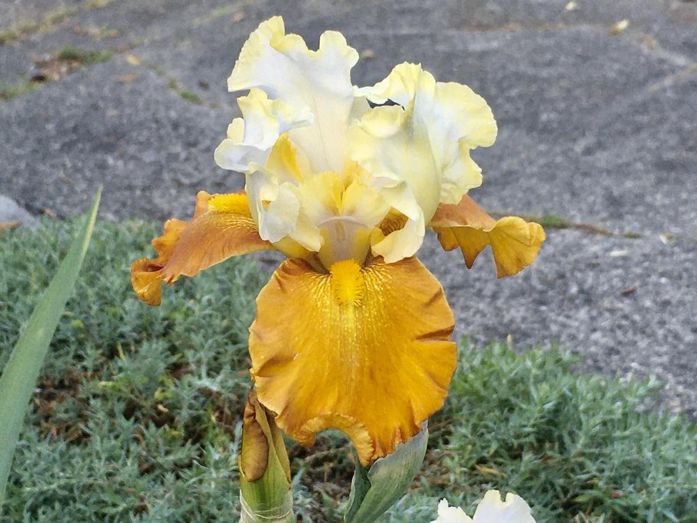 Photo of the bloom of Tall Bearded Iris (Iris 'Fall Fiesta') posted by ...