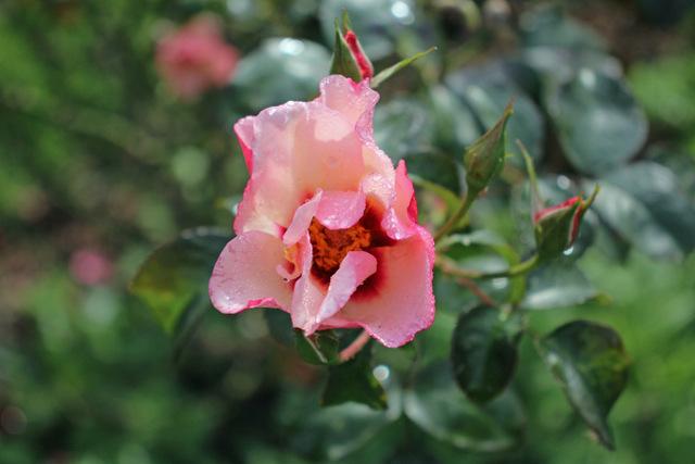 Rose (Rosa 'Alissar, Princess of Phoenicia') in the Roses Database ...