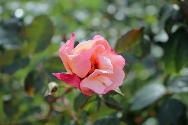 Photo of the bloom of Rose (Rosa 'Alissar, Princess of Phoenicia ...