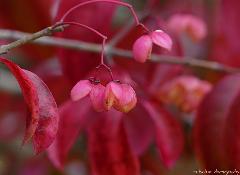 Photo of the leaves of Fleshy-Flowered Spindle Tree (Euonymus carnosus ...