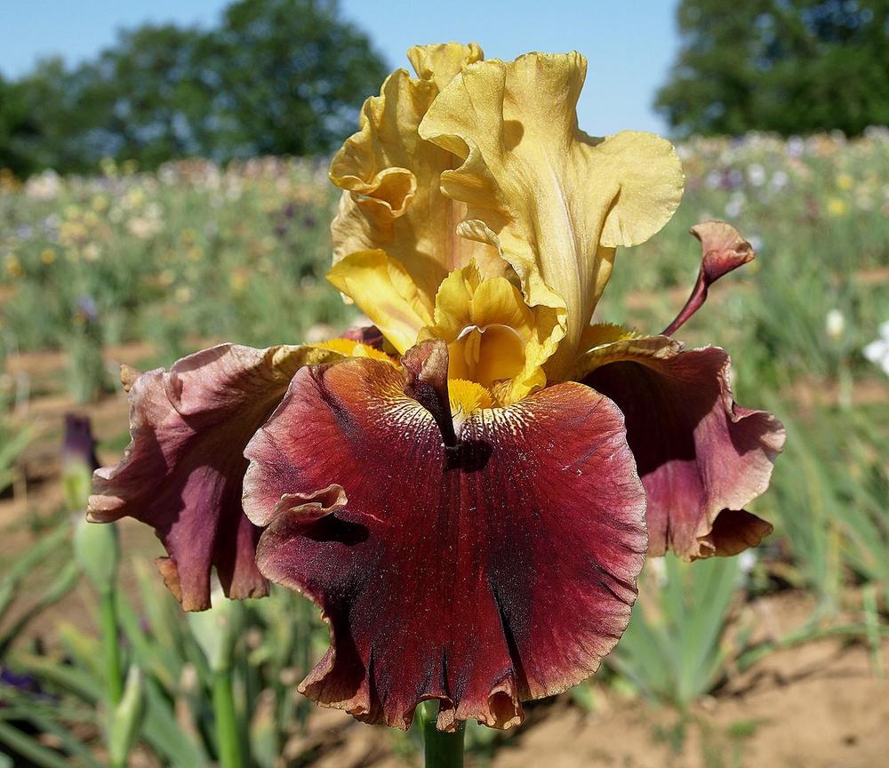 Tall Bearded Iris (Iris 'Époustouflant') in the Irises Database ...