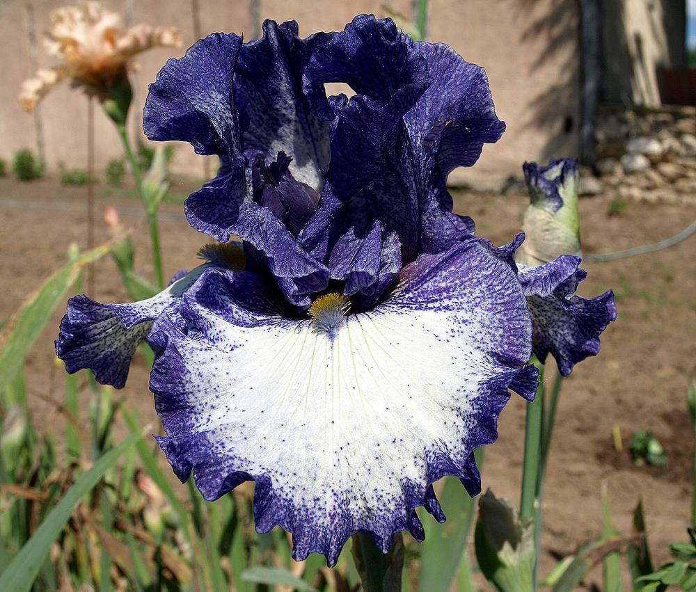 Tall Bearded Iris (Iris 'Marmosé') in the Irises Database - Garden.org