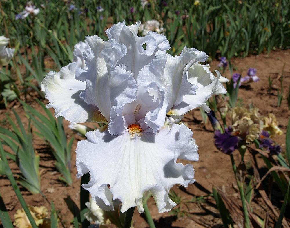 Photo of the bloom of Tall Bearded Iris (Iris 'Le Jardin Secret d ...