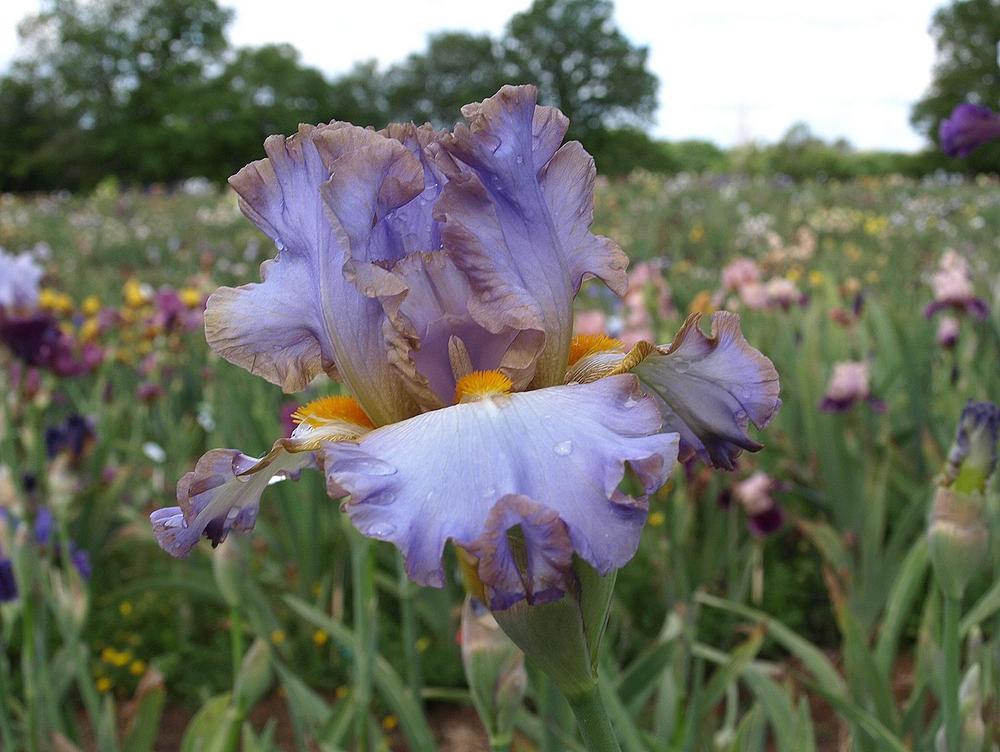 Tall Bearded Iris (Iris 'Jacqueline Ramage') in the Irises Database - Garden.org