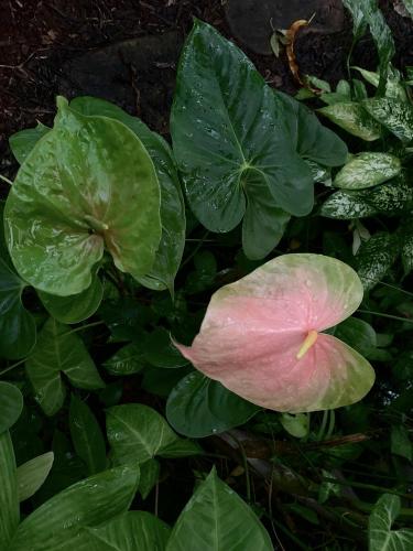 'Endless Forms Most Beautiful' The aroid photo gallery in the ...