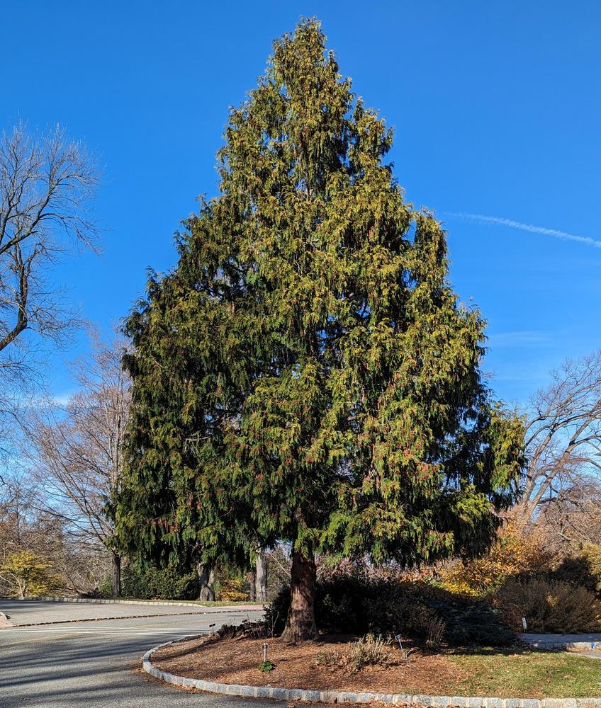 Photo of the entire plant of Pacific Red Cedar (Thuja plicata ...