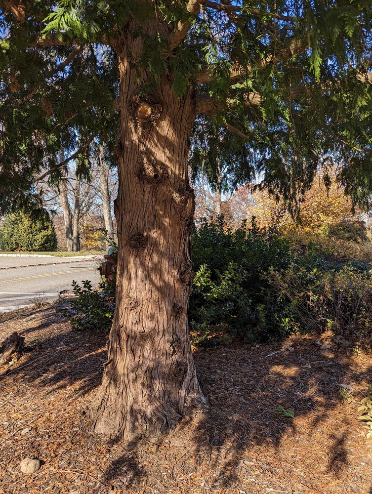 Photo of the stem, scape, stalk or bark of Pacific Red Cedar (Thuja ...