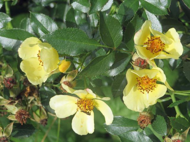 Rose (Rosa 'Bee Gold') in the Roses Database - Garden.org