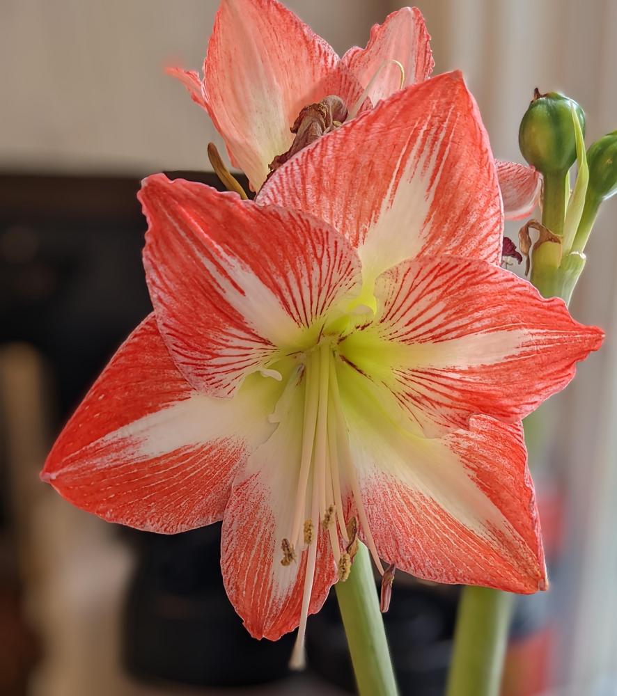 Photo of the bloom of Amaryllis (Hippeastrum 'Minerva') posted by ...