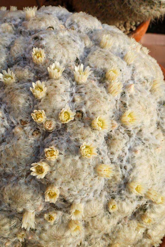 Photo of the bloom of Feather Cactus (Mammillaria plumosa) posted by ...