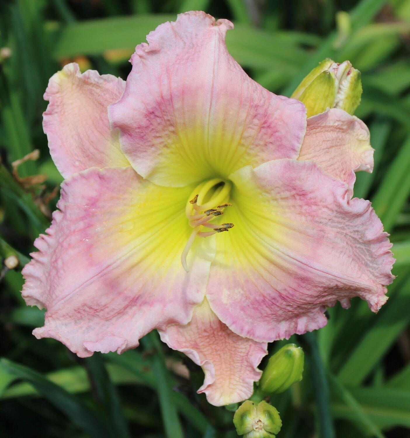 Daylily (Hemerocallis 'Rhinestone Cow Lily') in the Daylilies Database ...
