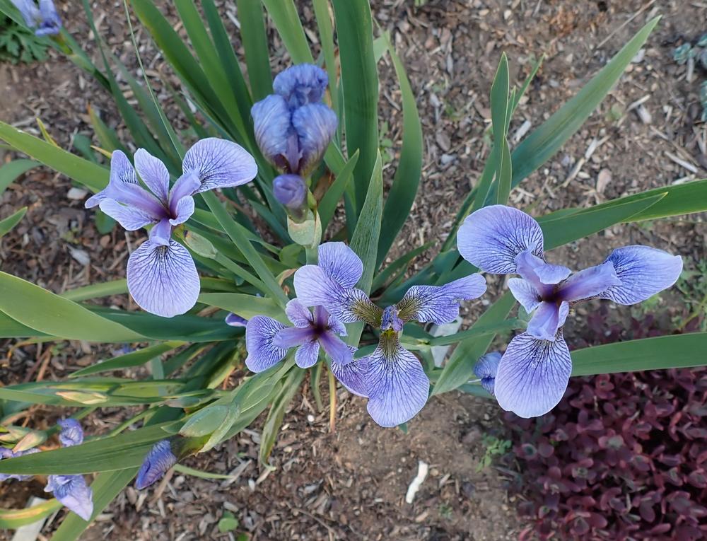 Photo of the entire plant of Species Iris (Iris versicolor 'Light Verse ...