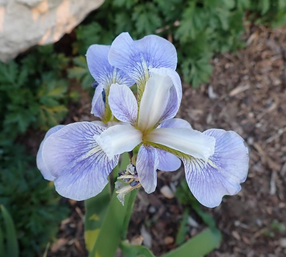 Species Iris (Iris versicolor 'Epic Poem') in the Irises Database ...