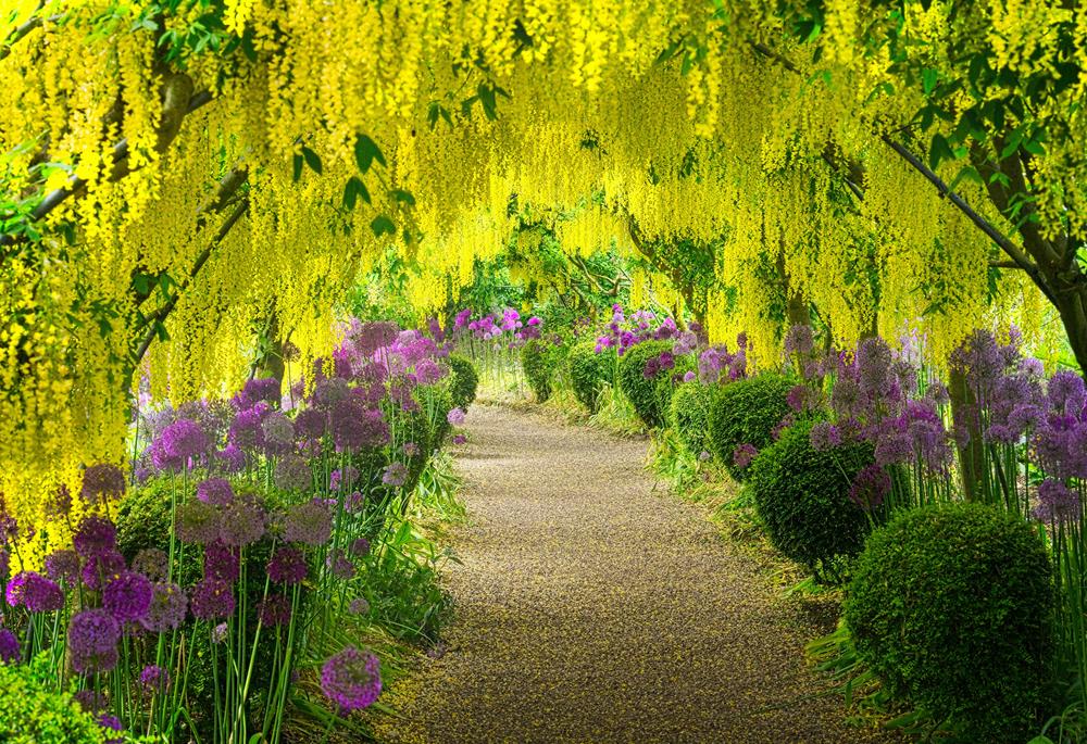 Photo of the entire plant of Golden Chain Tree (Laburnum anagyroides ...