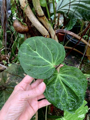 'Endless Forms Most Beautiful' The aroid photo gallery in the ...