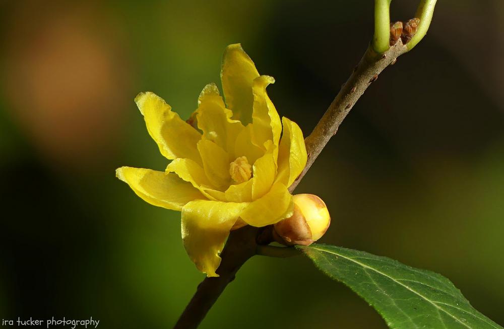 Photo of the bloom of Fragrant Wintersweet Tree (Chimonanthus praecox ...