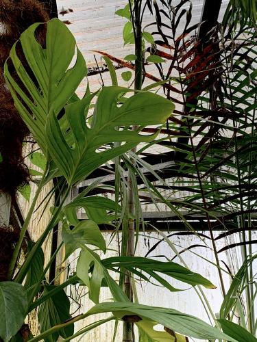 'Endless Forms Most Beautiful' The aroid photo gallery in the ...