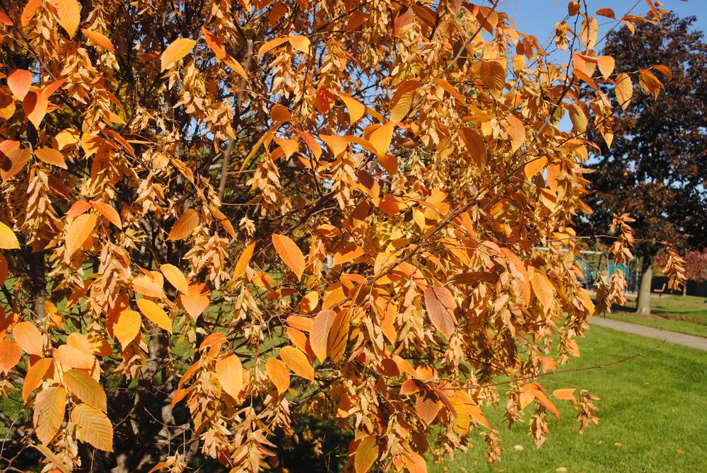 Photo of the fall color of American Hornbeam (Carpinus caroliniana ...