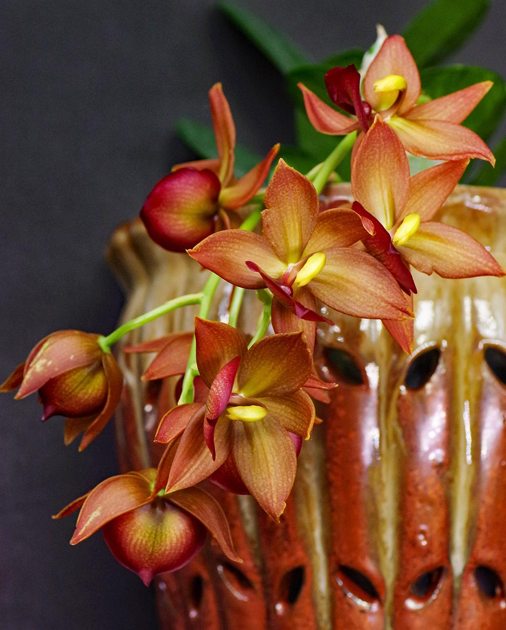 Photo of the bloom of Orchid (Cycnodes Taiwan Gold 'Taiwan Orange ...