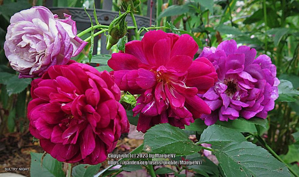 Rose (Rosa 'Sultry Night') in the Roses Database - Garden.org