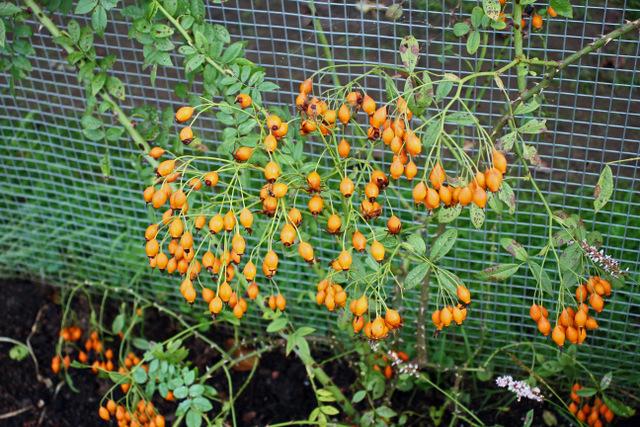 Rose (Rosa 'Wickwar') in the Roses Database - Garden.org