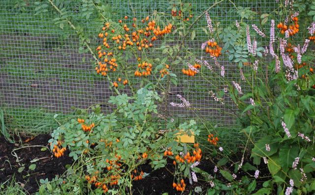 Photo of the entire plant of Rose (Rosa 'Wickwar') posted by ...