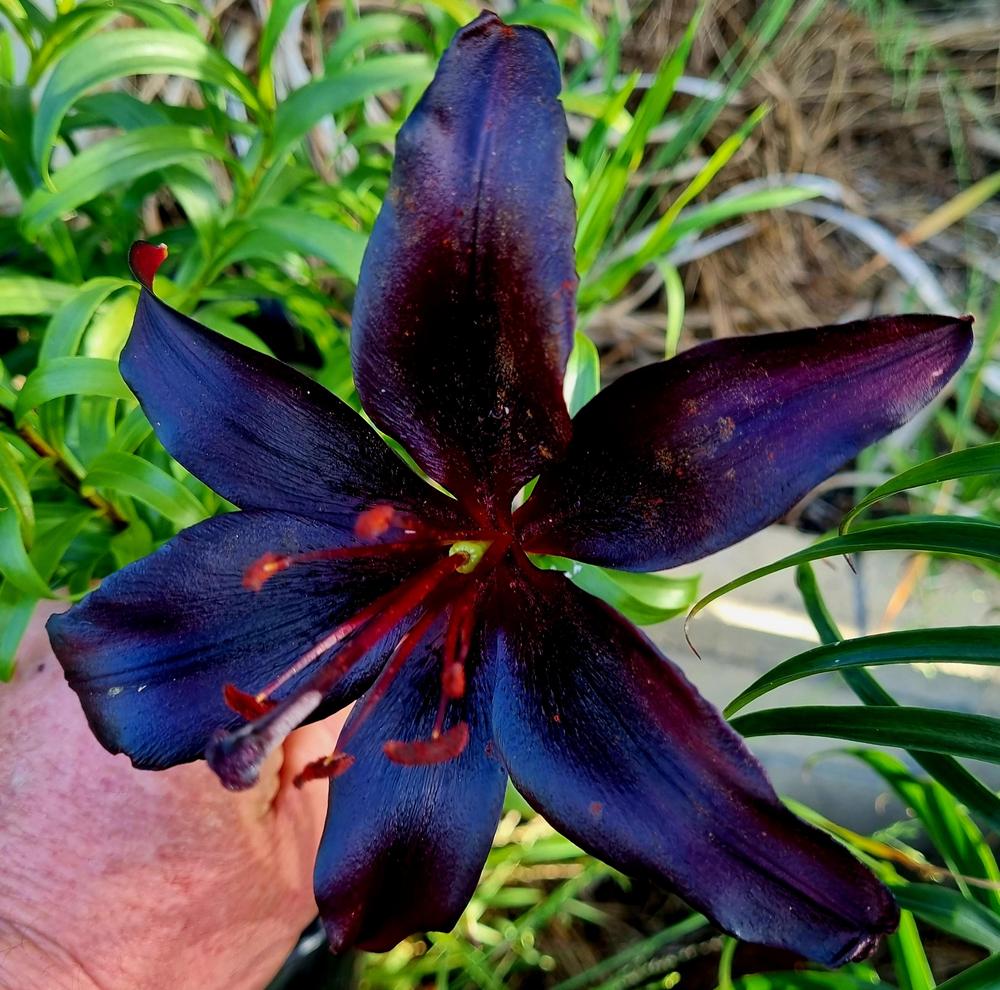 Photo of the bloom of Lily (Lilium 'Nightrider') posted by gwhizz ...