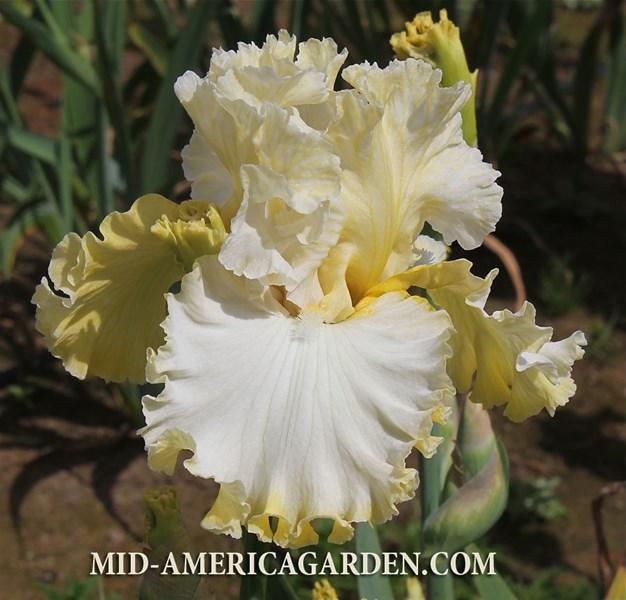 Photo of the bloom of Tall Bearded Iris (Iris 'Absolute Truth') posted ...