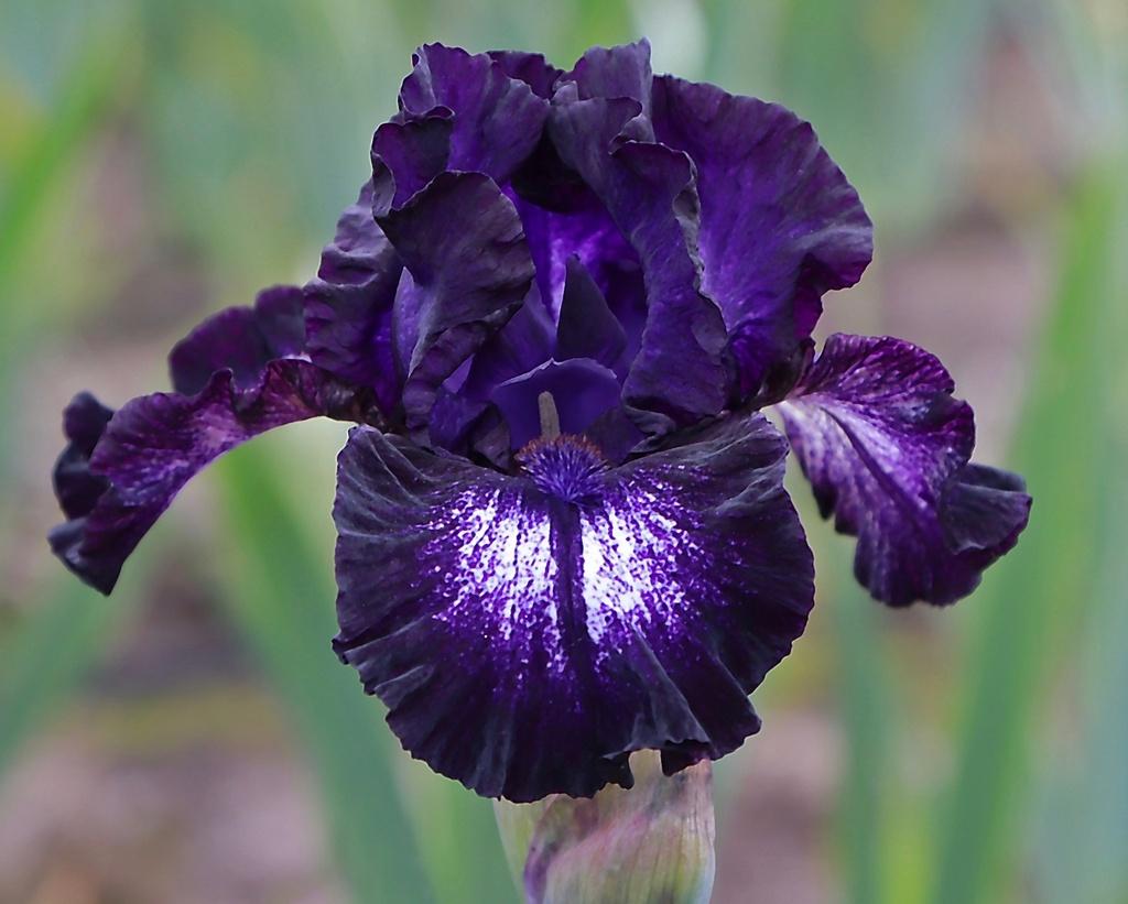 Intermediate Bearded Iris (Iris 'Absolute Perfection') in the Irises ...