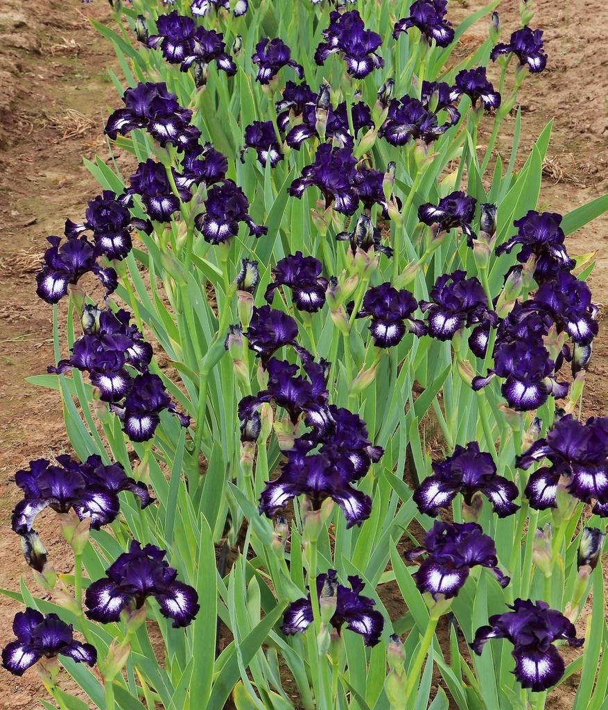 Photo of the entire plant of Intermediate Bearded Iris (Iris 'Absolute ...