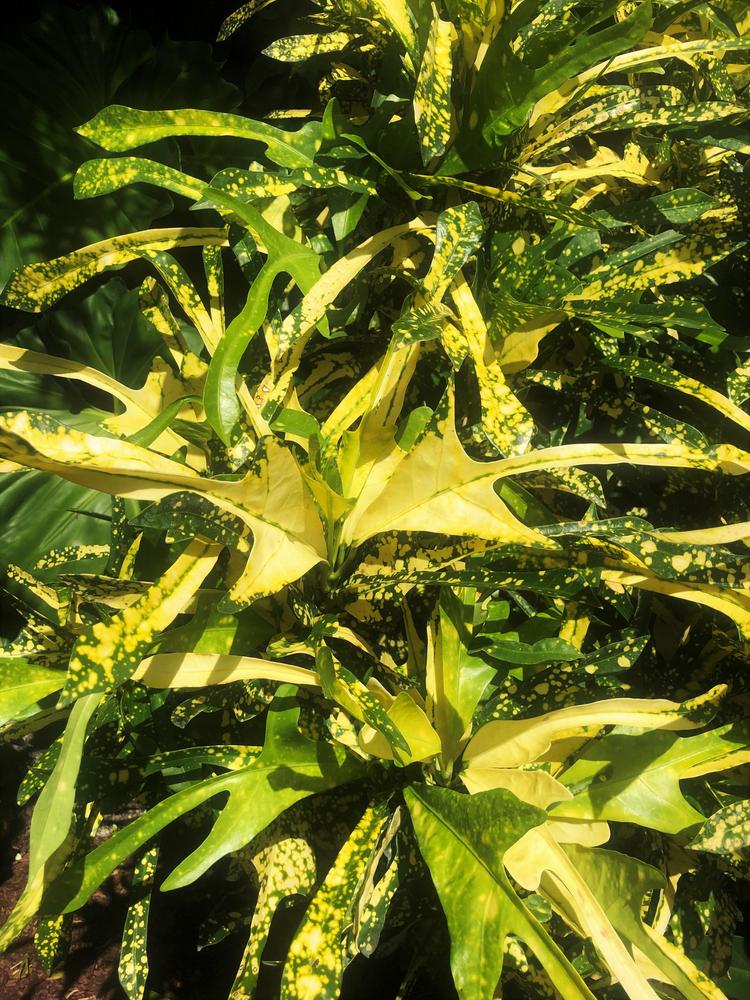 Photo of the entire plant of Croton (Codiaeum variegatum 'Arrowhead ...