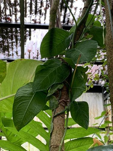 'Endless Forms Most Beautiful' The aroid photo gallery in the ...